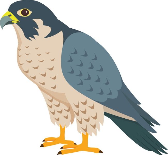 Falcon Class (Year 6) - Mersham Primary School