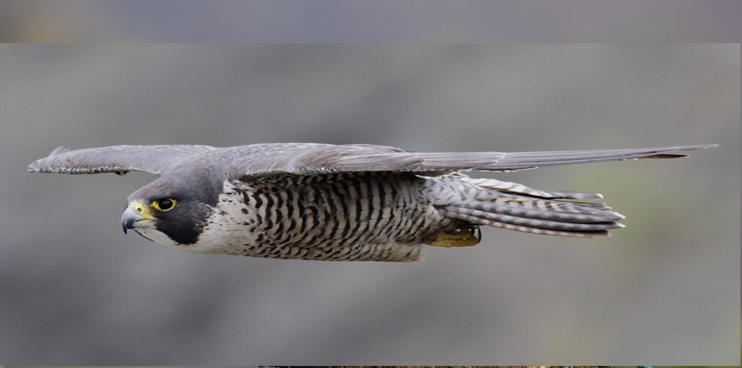 Falcon Class (Year 6) - Mersham Primary School
