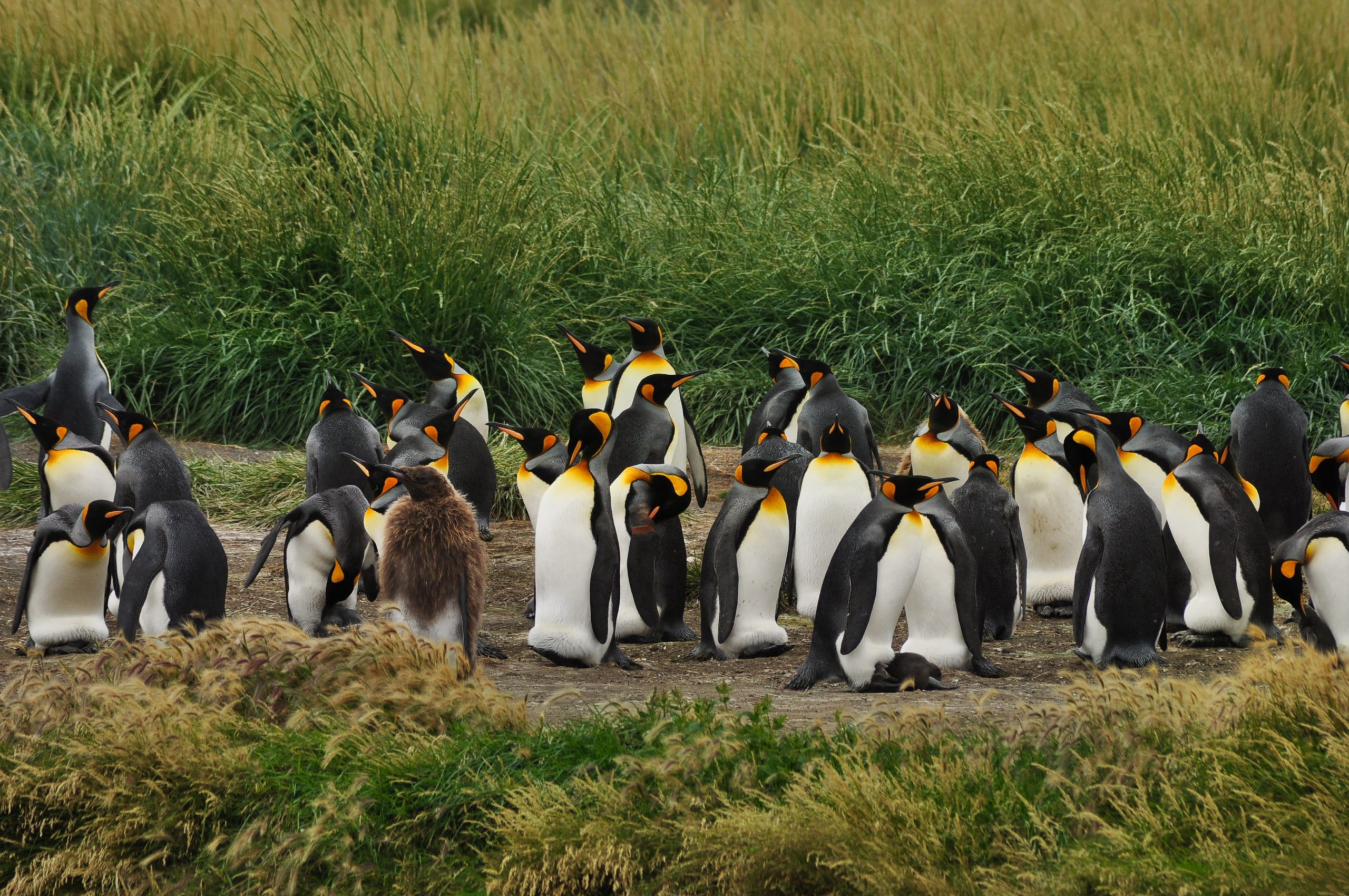 Penguin Class (Year 1) - Mersham Primary School